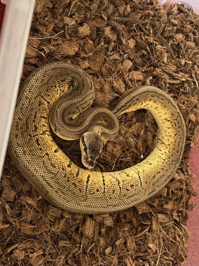 Help with Morph Identification? - Ball Pythons - MorphMarket Reptile ...