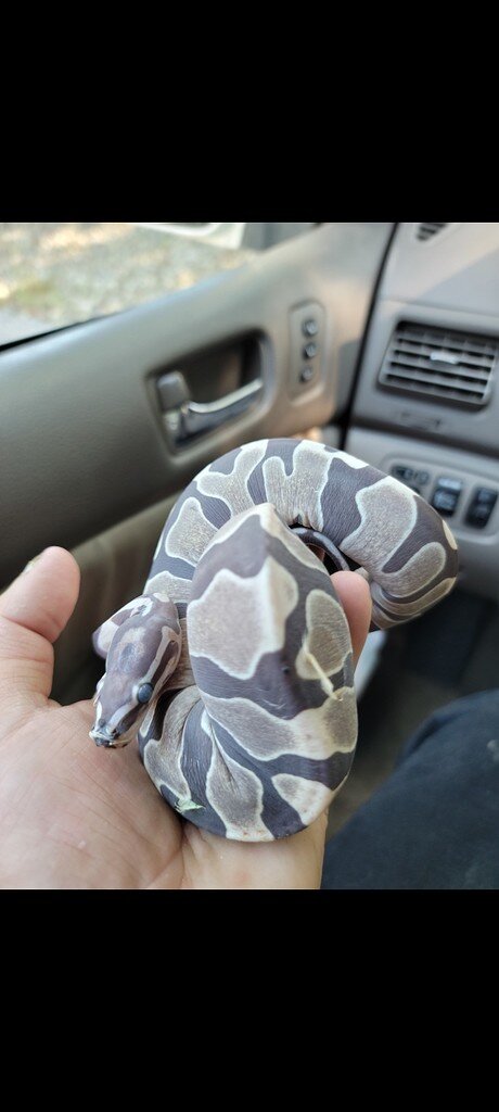 Eco earth / repti soil with scaleless BPs - Ball Pythons - MorphMarket ...