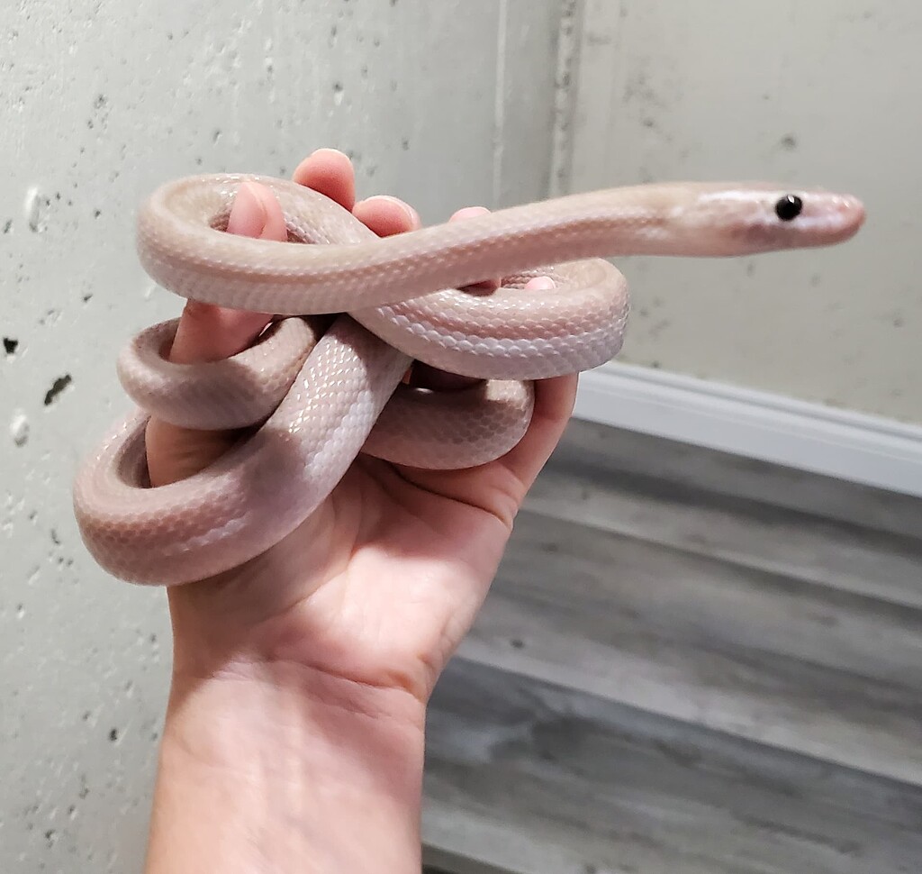 Bioactive Build for a boaedon capensis - All Reptiles - MorphMarket ...