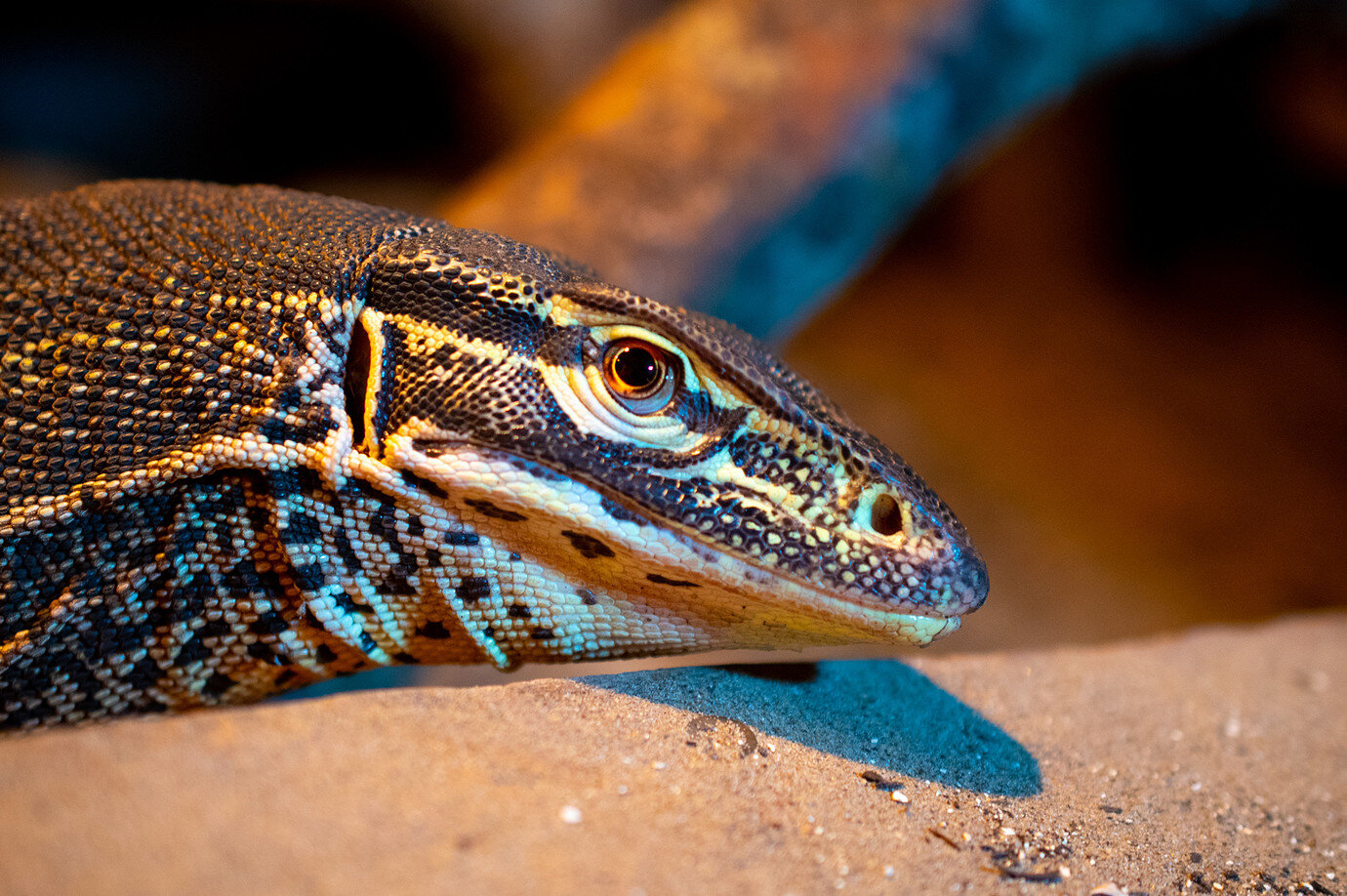 Let's see your Varanids - Monitors - MorphMarket Reptile Community