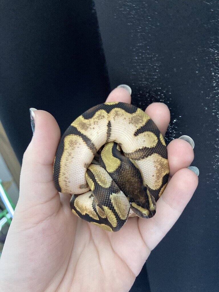 Help ID some mysterious hatchlings! - Ball Pythons - MorphMarket ...