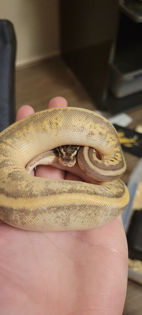 My newest baby! - Ball Pythons - MorphMarket Reptile Community