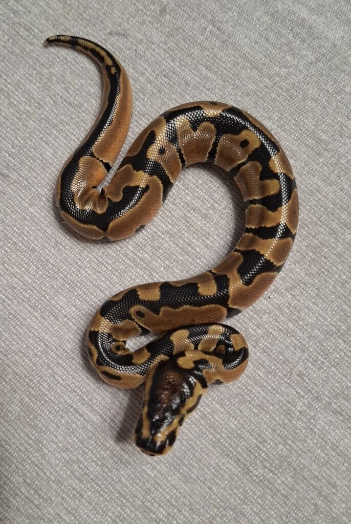 Help identifying morph! - Ball Pythons - MorphMarket Reptile Community