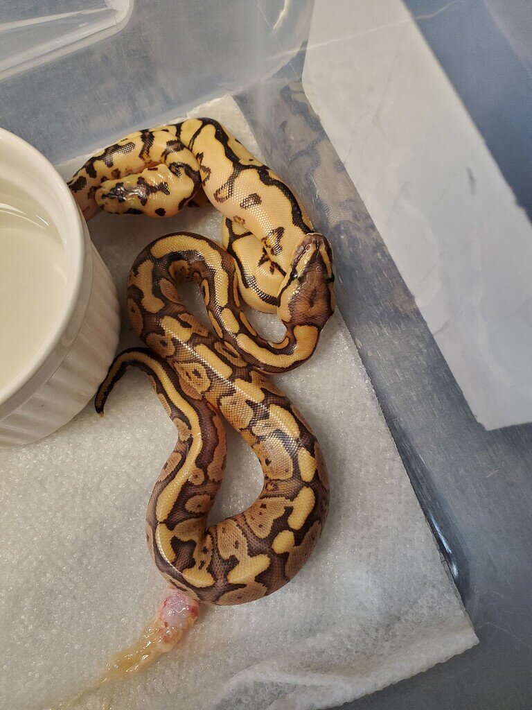 Do I need to intervene and cut this? - Ball Pythons - MorphMarket ...