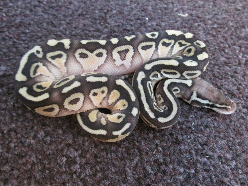 Help identifying a very confusing big mix of morphs- 64 possibilities ...