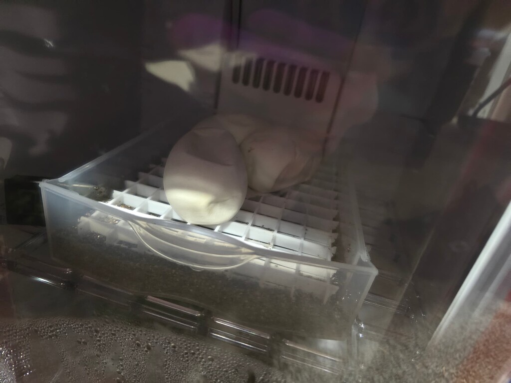 Incubation Eggs Denting - Ball Pythons - MorphMarket Reptile Community