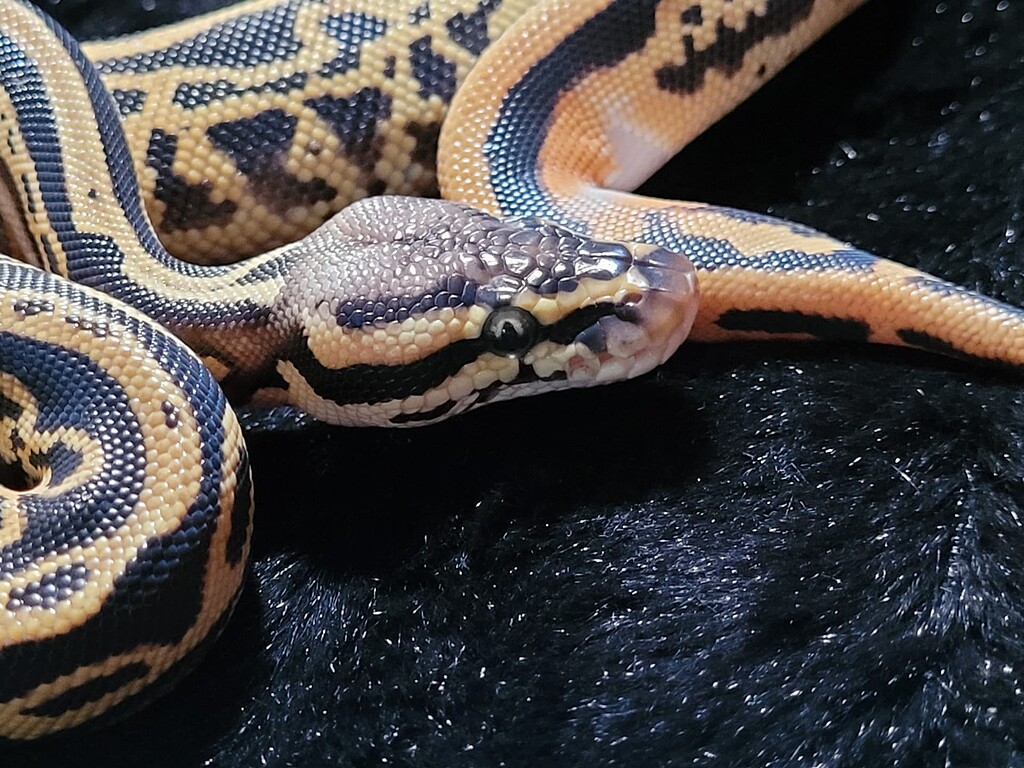 What's your best guess, accept this challenge - Ball Pythons - MorphMarket Reptile Community
