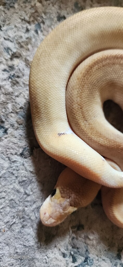 I love her random specks of black - Ball Pythons - MorphMarket Reptile Community