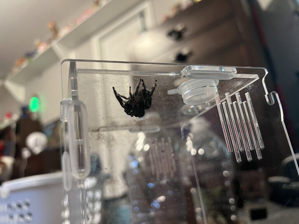Jumping Spider Breeding - Spiders - MorphMarket Reptile Community