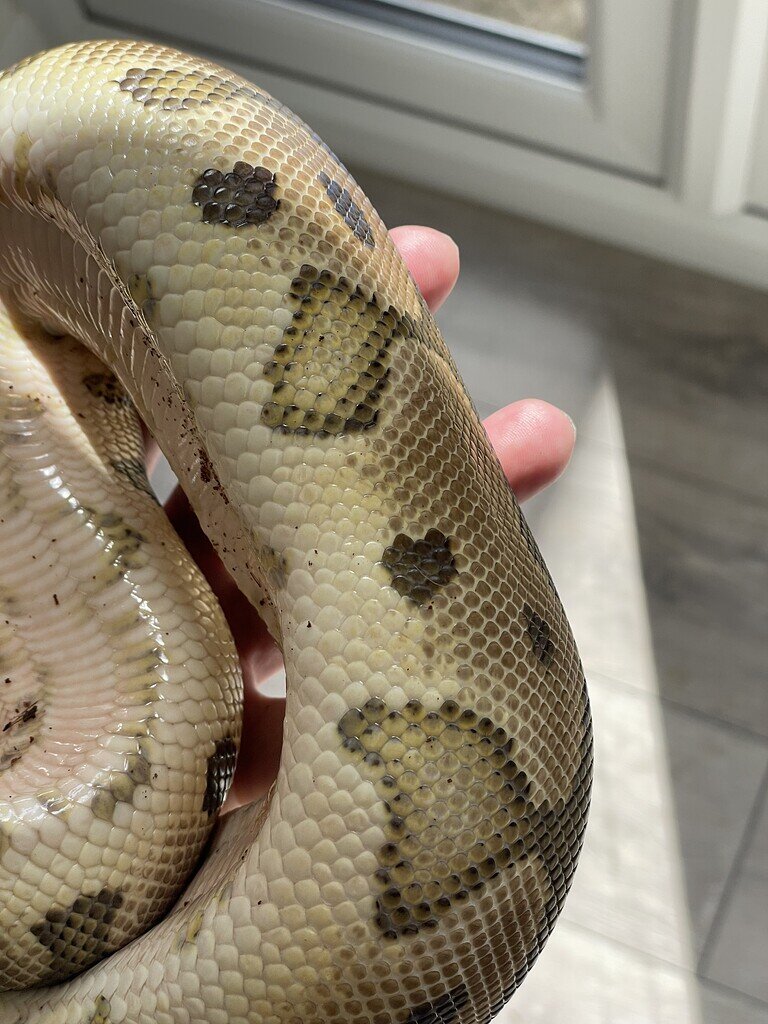 Gower gene BP - Ball Pythons - MorphMarket Reptile Community