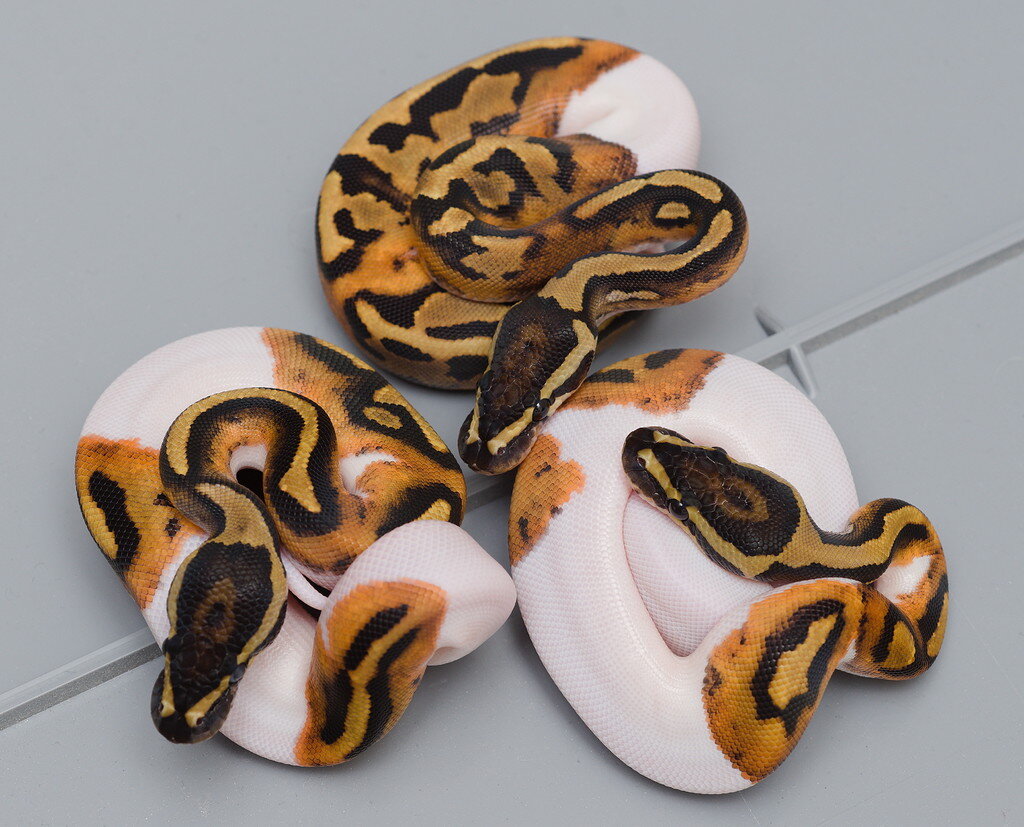 Pastel Pied Identification - Ball Pythons - MorphMarket Reptile Community