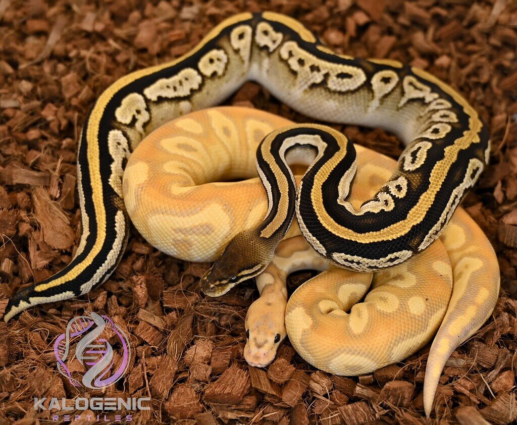 Cypress is a cool gene 🐍 - Ball Pythons - MorphMarket Reptile Community