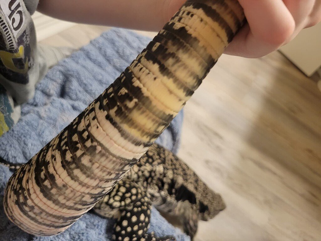 Tegu: Skin shedding scar marks? I need some advice ️ - All Reptiles ...