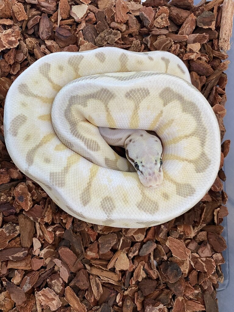 Can you guess the morphs? - Page 2 - Ball Pythons - MorphMarket Reptile ...