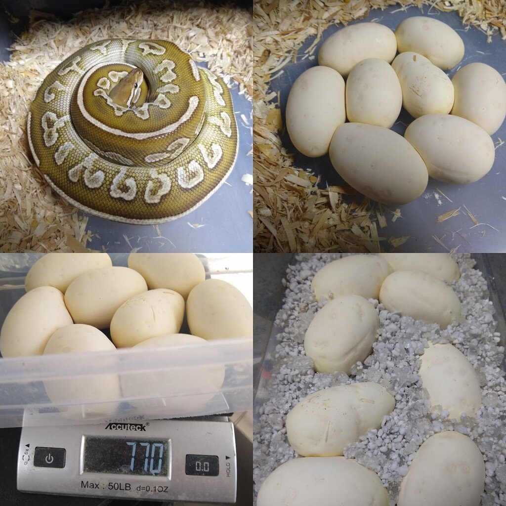 (Hopefully) Building hydra clowns! - Ball Pythons - MorphMarket Reptile ...