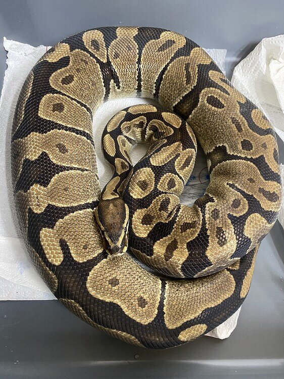 Normal & What is this? - Ball Pythons - MorphMarket Reptile Community