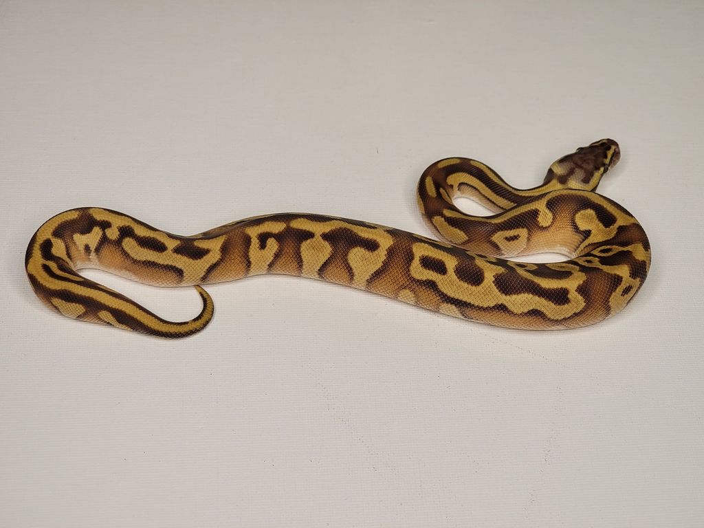 Four-Egg Clutch Identification! - Ball Pythons - MorphMarket Reptile ...