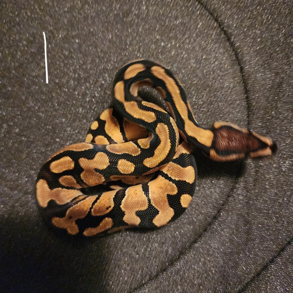 Verification of morphs, OD, Fire, - Ball Pythons - MorphMarket Reptile ...