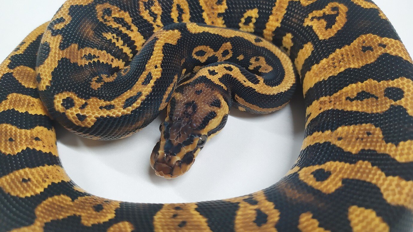 Confusion Gene is awesome! - Ball Pythons - MorphMarket Reptile Community