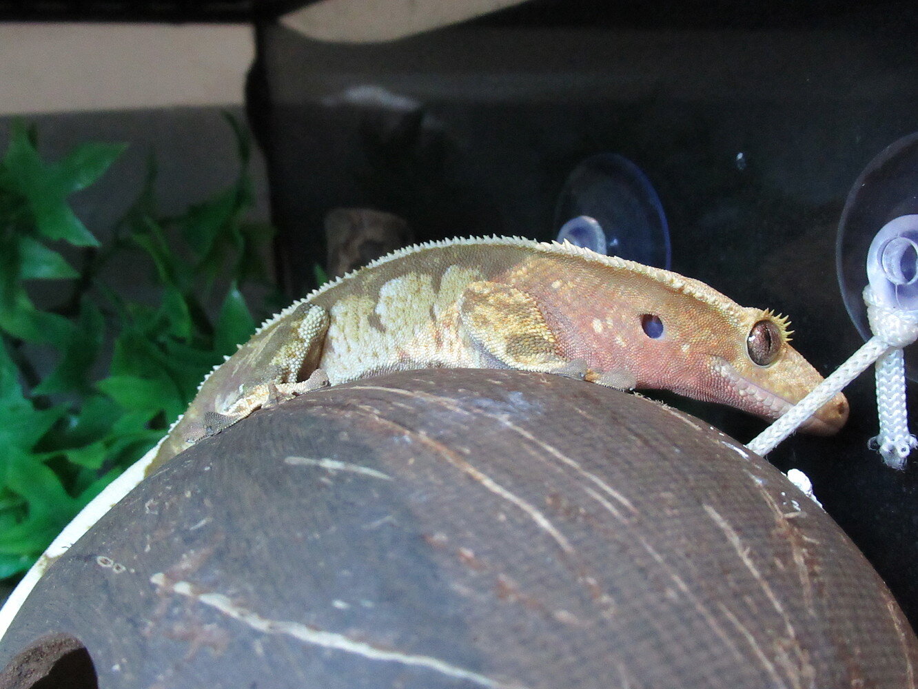 Crested Gecko Morph / Trait Guide - Crested Geckos - MorphMarket ...