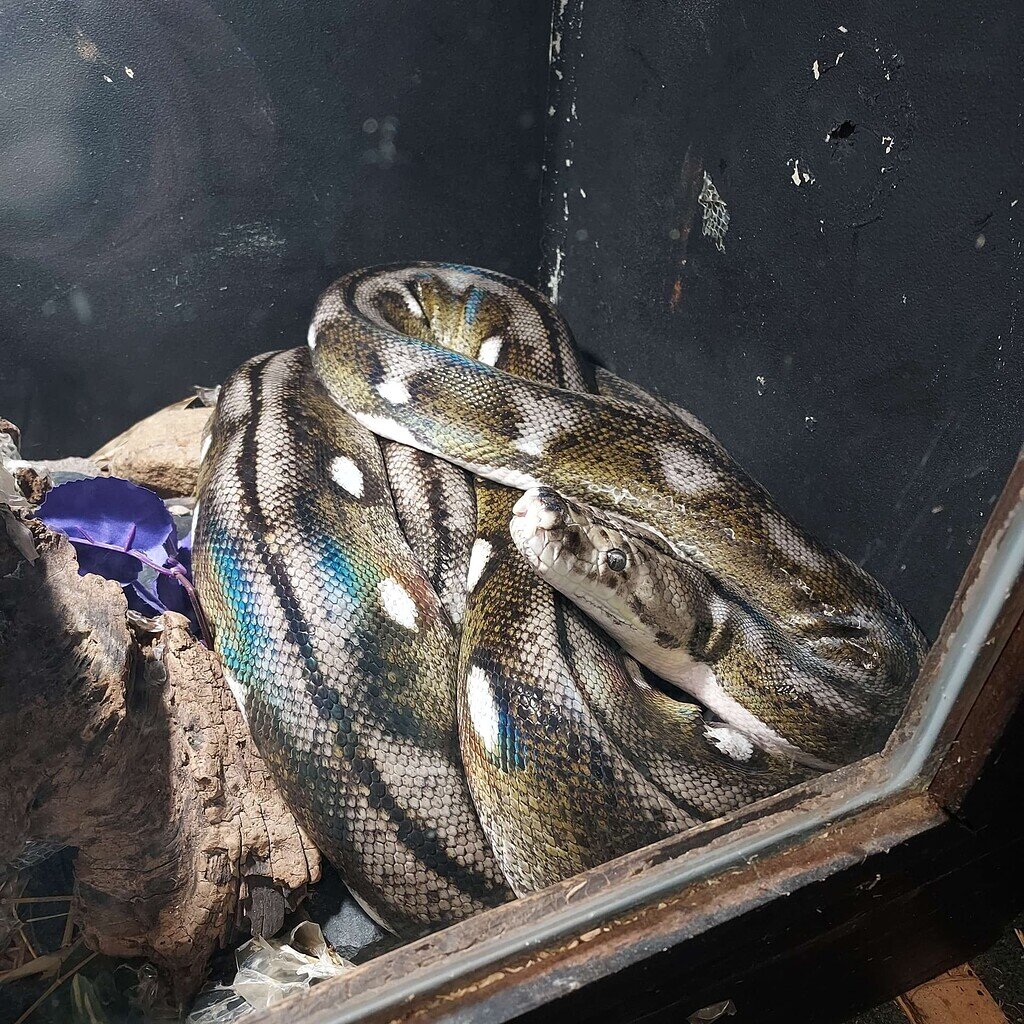 Morph ID for this retic? - Reticulated Pythons - MorphMarket Reptile ...