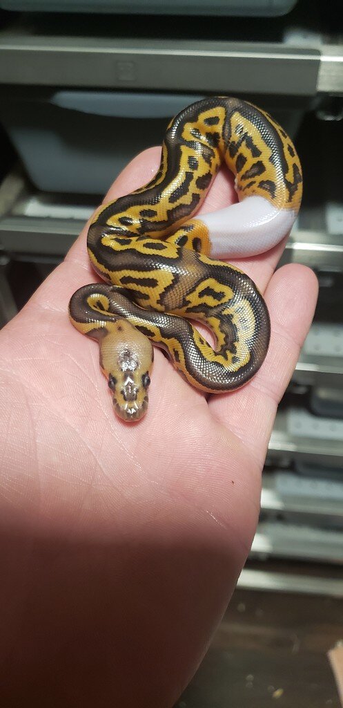 Crazy ringer on this clown - Ball Pythons - MorphMarket Reptile Community