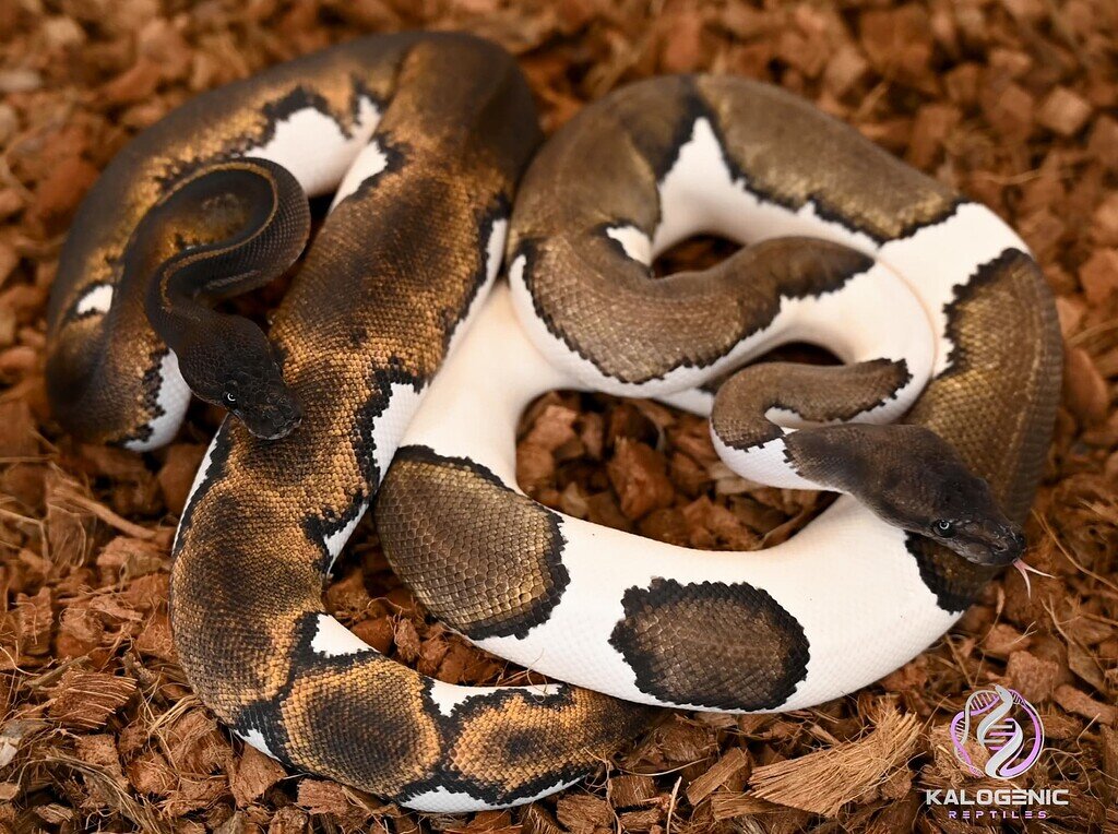 Left🥧 or Right🥧? - Ball Pythons - MorphMarket Reptile Community