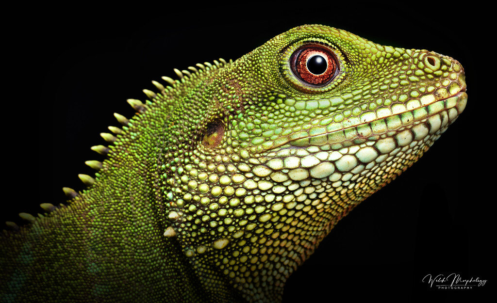 A real soft spot for these - Other Lizards - MorphMarket Reptile Community