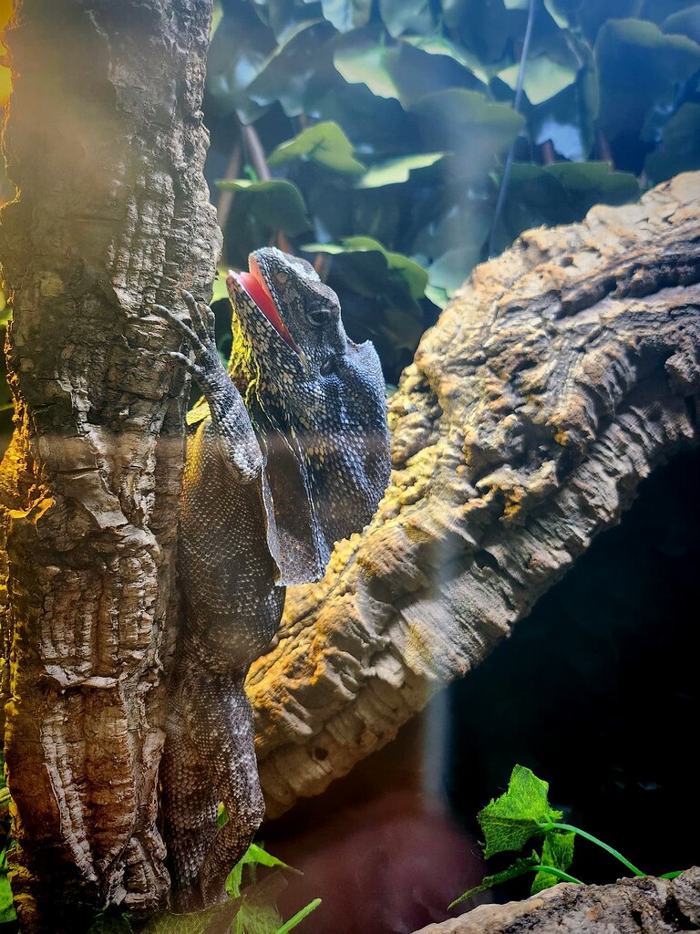 Frilled dragons doing bit of thermo regulating - All Reptiles ...