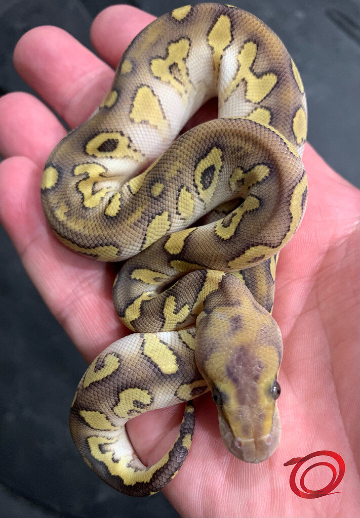 Most anticipated… - Ball Pythons - MorphMarket Reptile Community