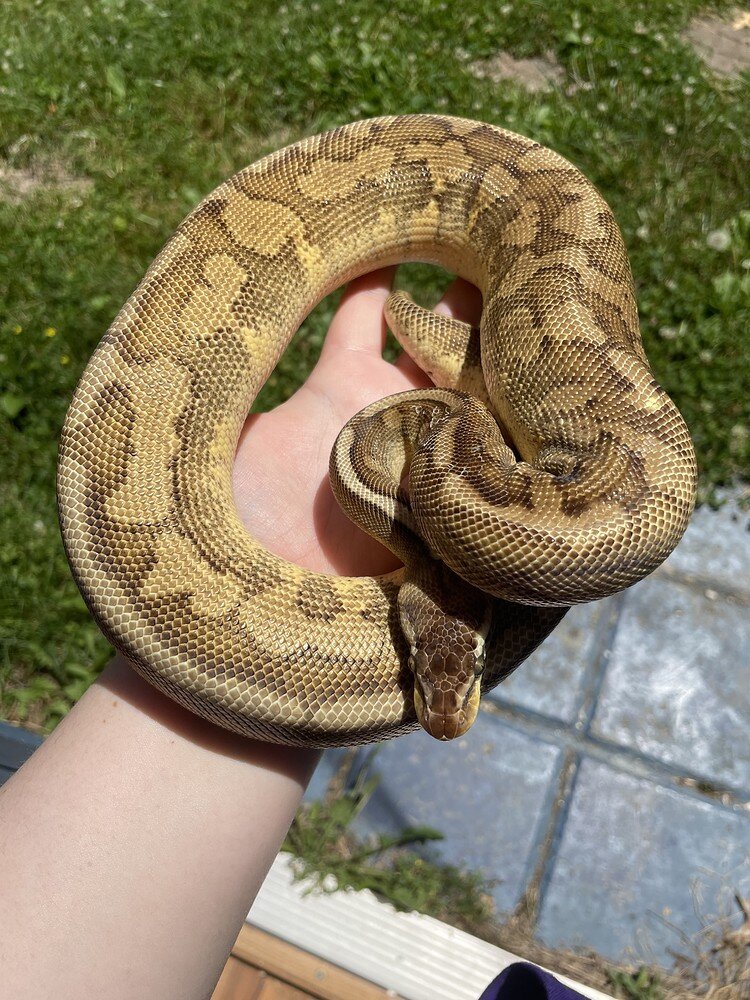 What is your rarest morph, if not rare most expensive - Ball Pythons ...