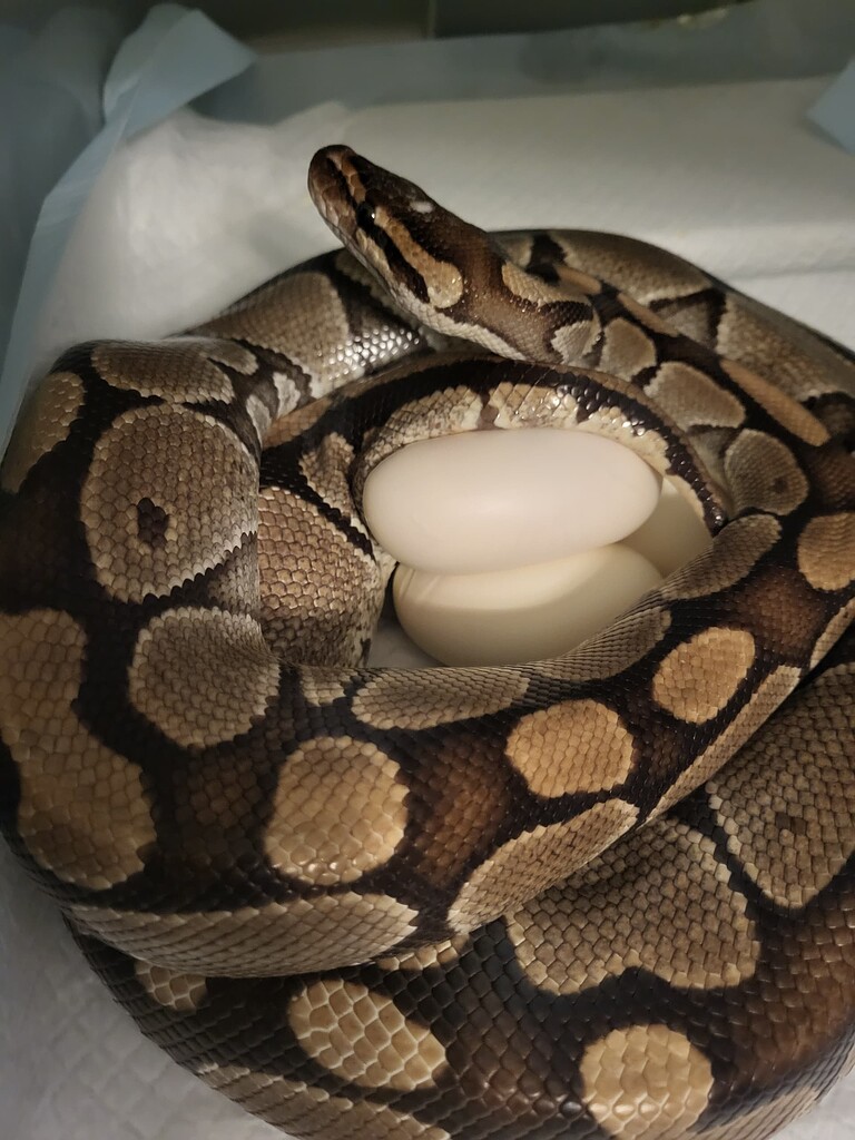 First baby of 2024 guess the dad - Ball Pythons - MorphMarket Reptile ...