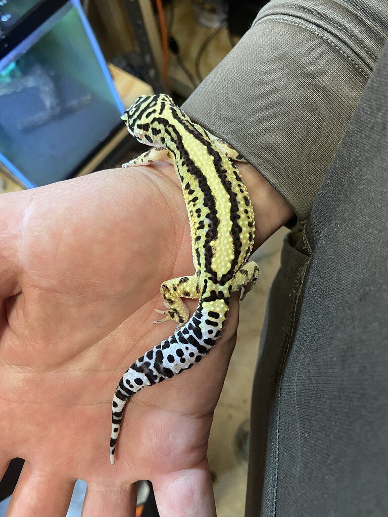 Is my Leopard Gecko too thin? - Leopard Geckos - MorphMarket Reptile ...