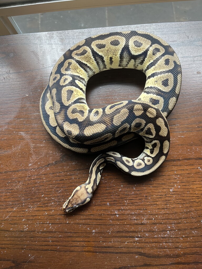Just pastel het clown? - Ball Pythons - MorphMarket Reptile Community