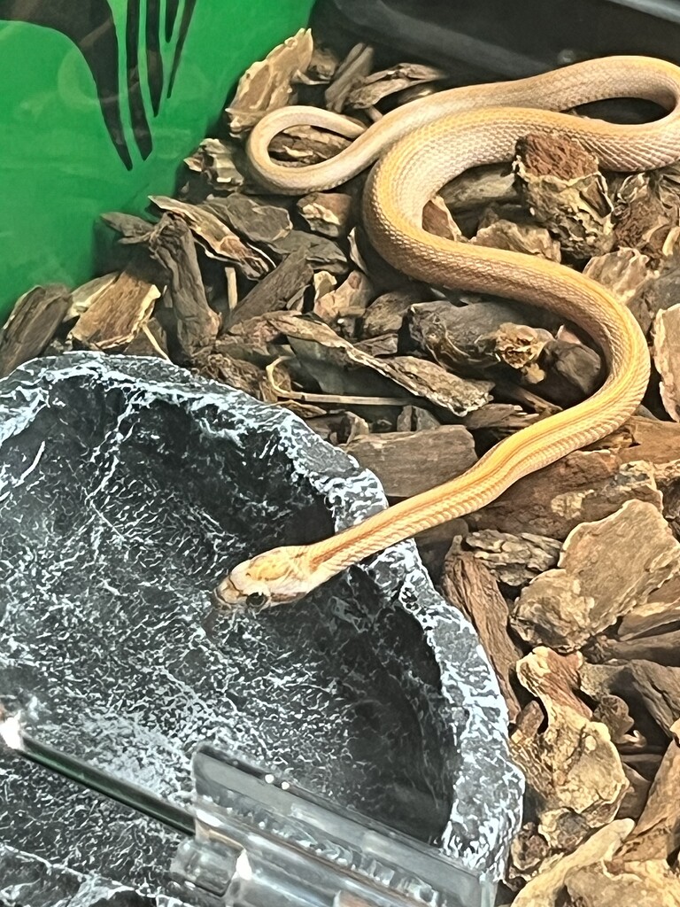 Corn snake morph type - Corn Snakes - MorphMarket Reptile Community