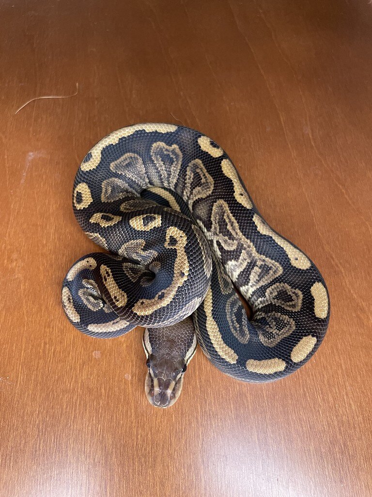 Black pastel or Sable - Ball Pythons - MorphMarket Reptile Community