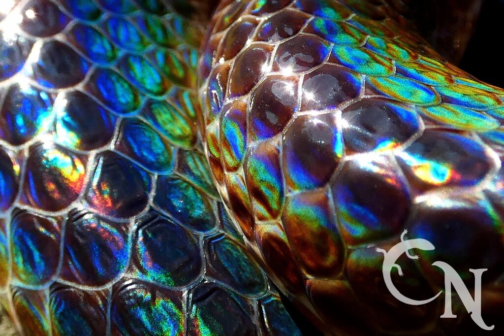 Magical "Rainbow" Snake - All Reptiles - MorphMarket Reptile Community