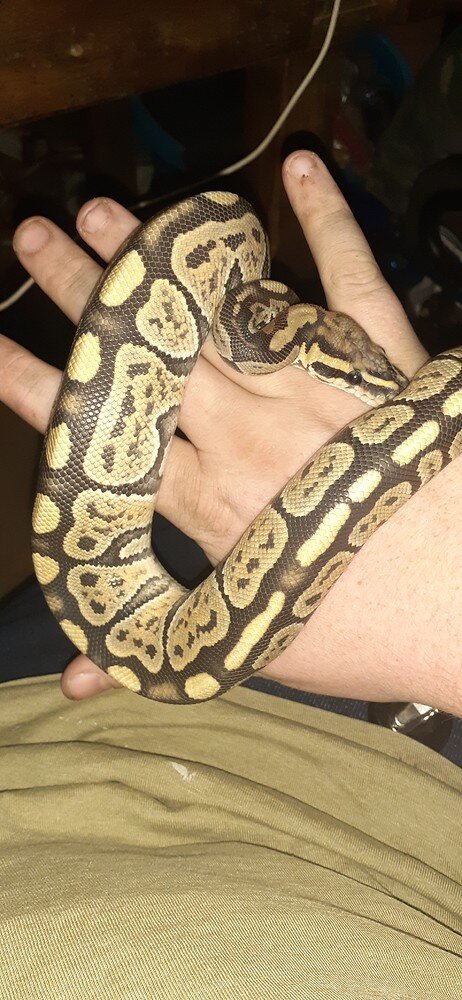 Best pairing options - Ball Pythons - MorphMarket Reptile Community