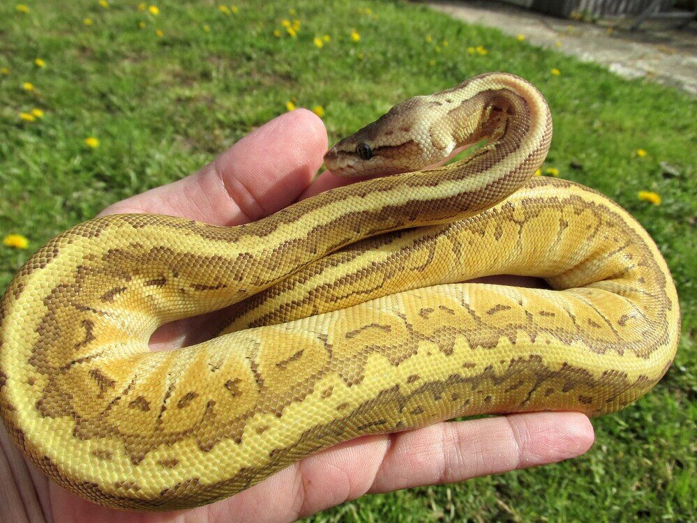 Show us your morphs that improved/ changed with age - Ball Pythons ...