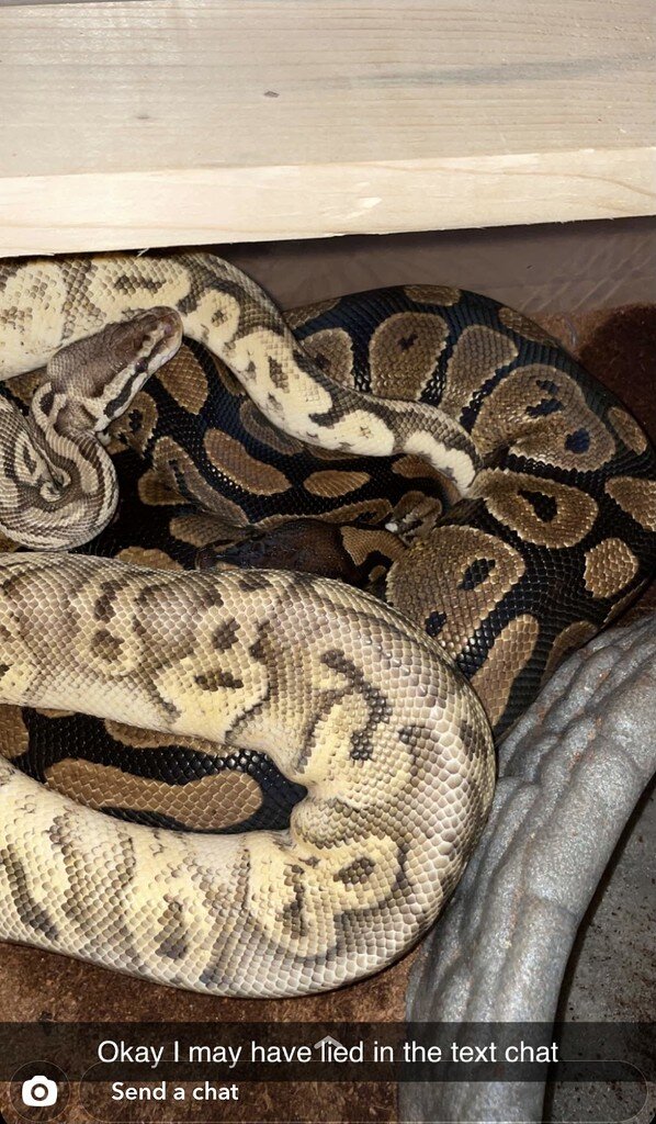 Breeding or dominating? - Ball Pythons - MorphMarket Reptile Community
