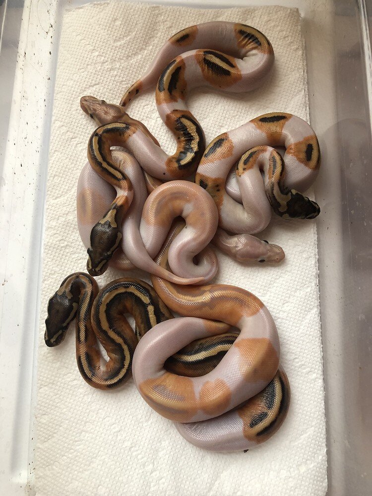 How to identify Orange Dream in Pied? - Ball Pythons - MorphMarket ...