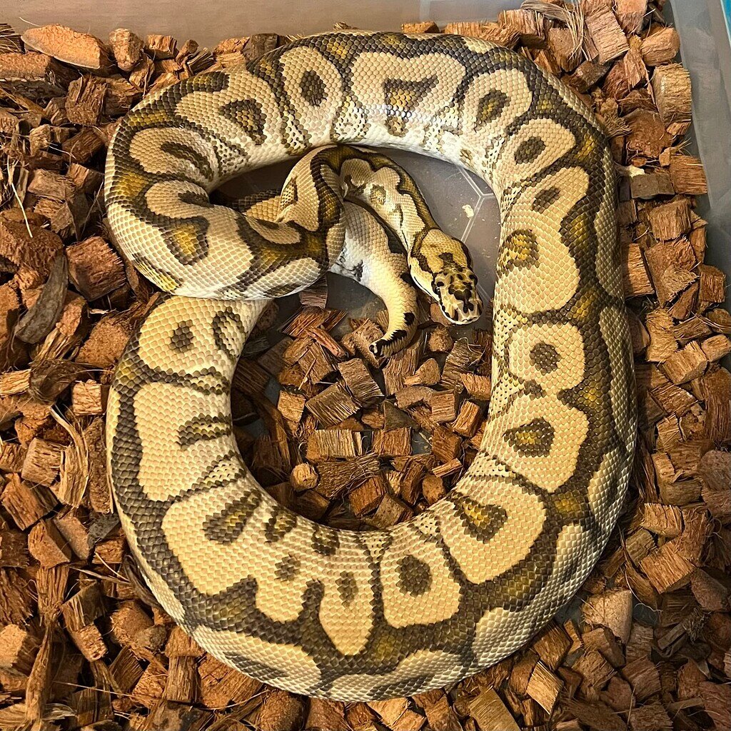TORNADO x SPOTNOSE CLOWN - Ball Pythons - MorphMarket Reptile Community