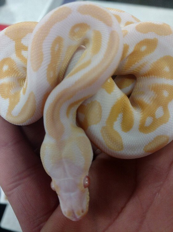 Unique ball python names - Ball Pythons - MorphMarket Reptile Community