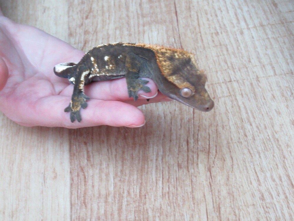 Crested Gecko Morph / Trait Guide - Geckos - MorphMarket Reptile Community