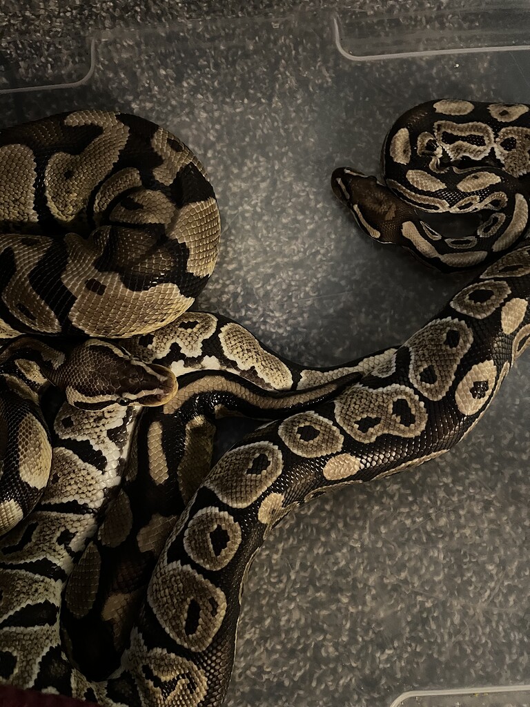 Lookin’ like a lock? - Ball Pythons - MorphMarket Reptile Community