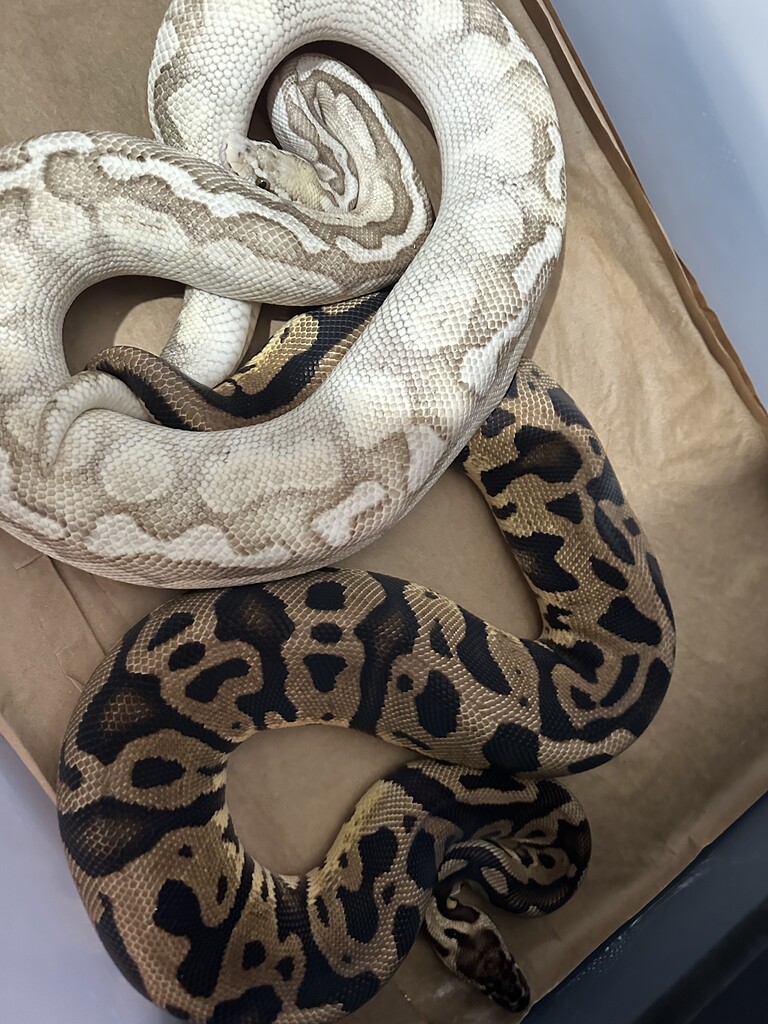 Help with clutch morphs (leopard/puzzle), please! ️ - Ball Pythons - MorphMarket Reptile Community