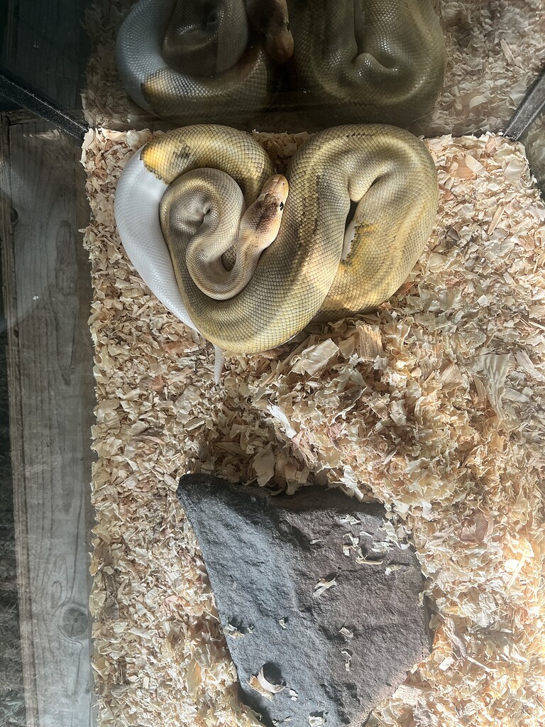 Need name suggestions - Ball Pythons - MorphMarket Reptile Community