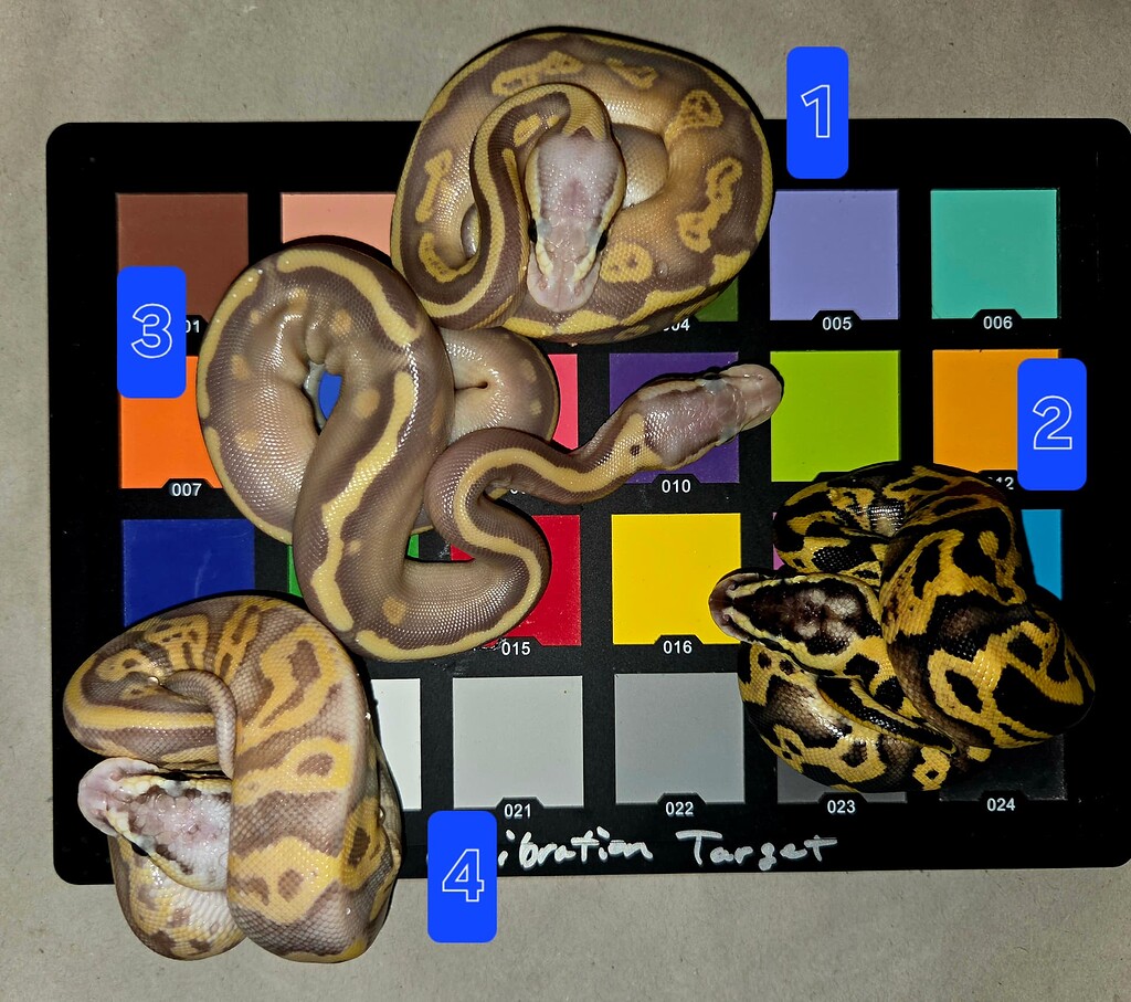 ID help, unusual pastel + crazy male - Ball Pythons - MorphMarket ...