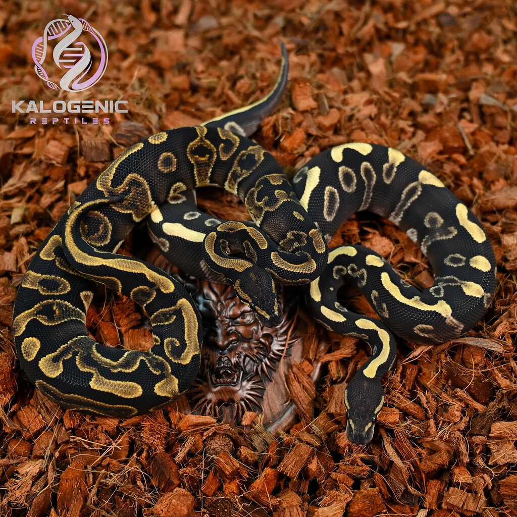 Unapologetically precious 🖤 - Ball Pythons - MorphMarket Reptile Community