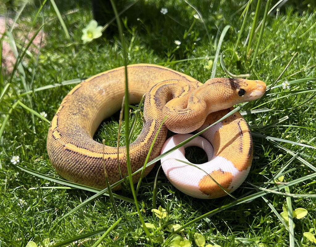 First clutch surprise with Q’s - Ball Pythons - MorphMarket Reptile ...